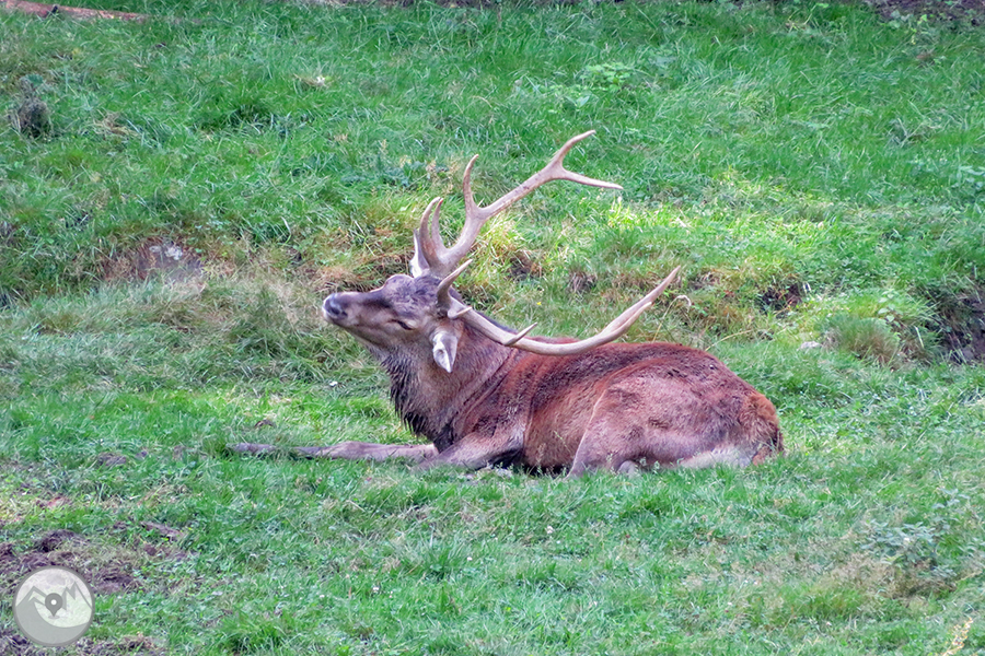 Ruta guiada: Iniciación a la observación de fauna salvaje | RUTAS PIRINEOS